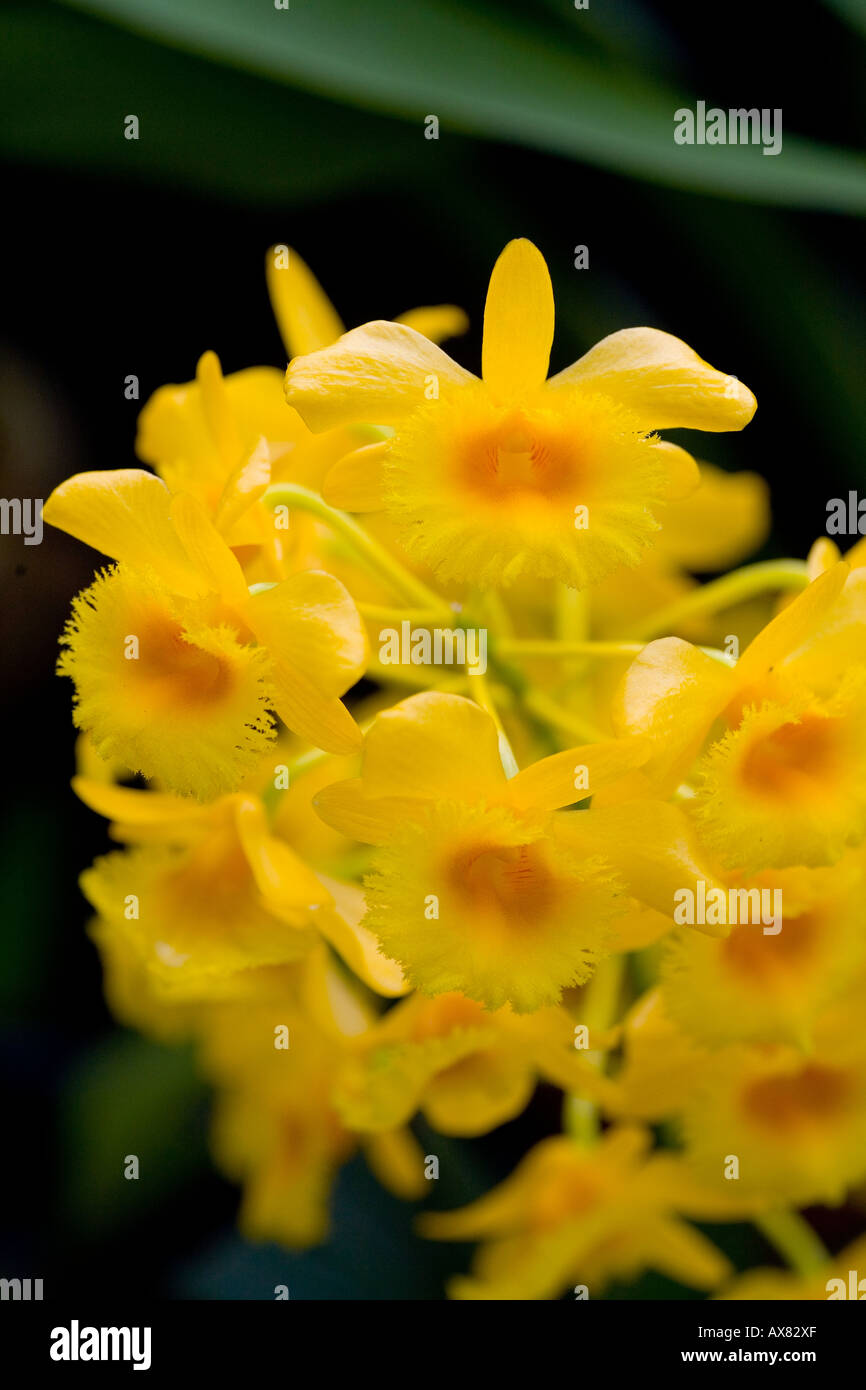 Orchid Dendrobium sp Stock Photo - Alamy