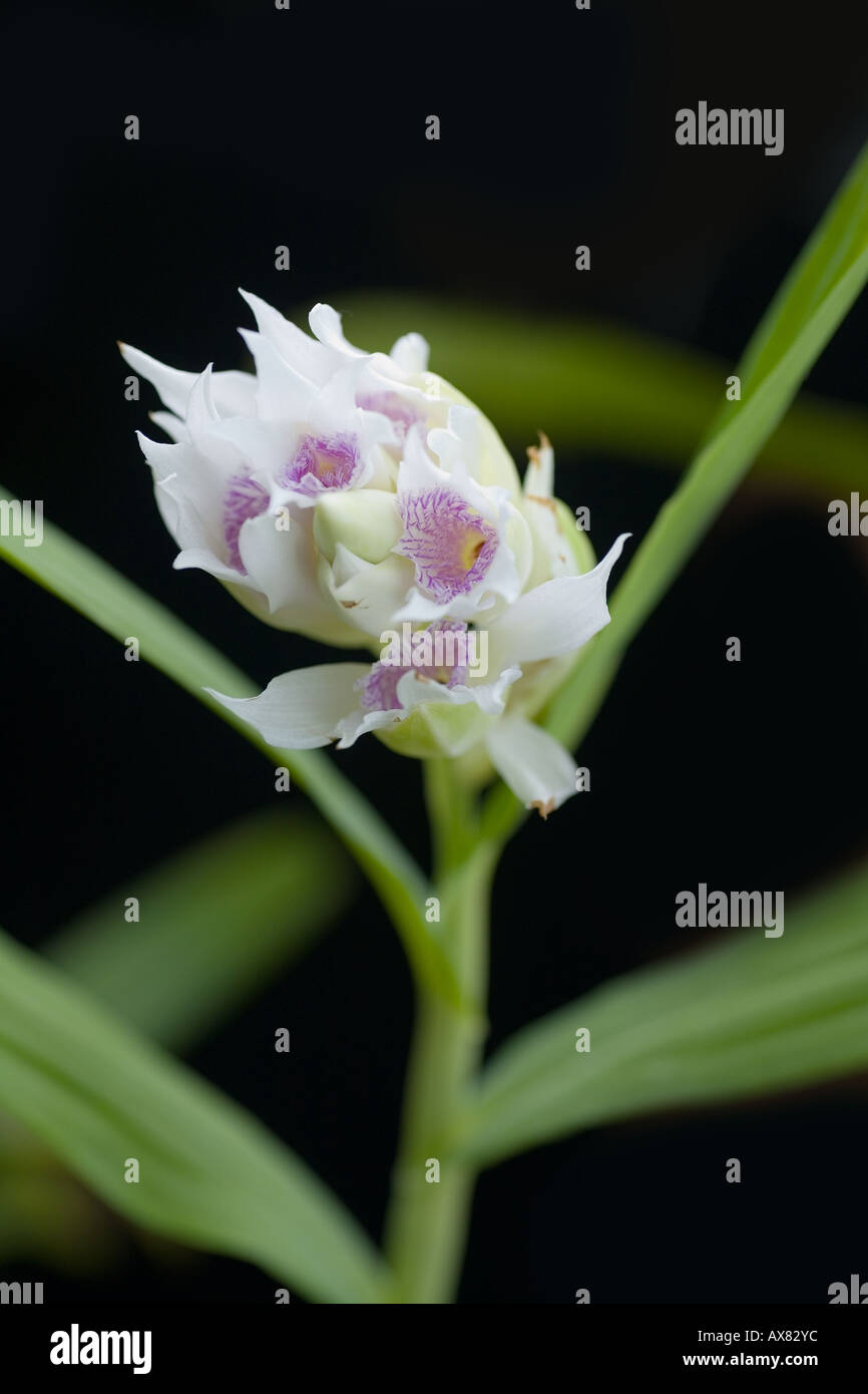 Thunia alba hi-res stock photography and images - Alamy