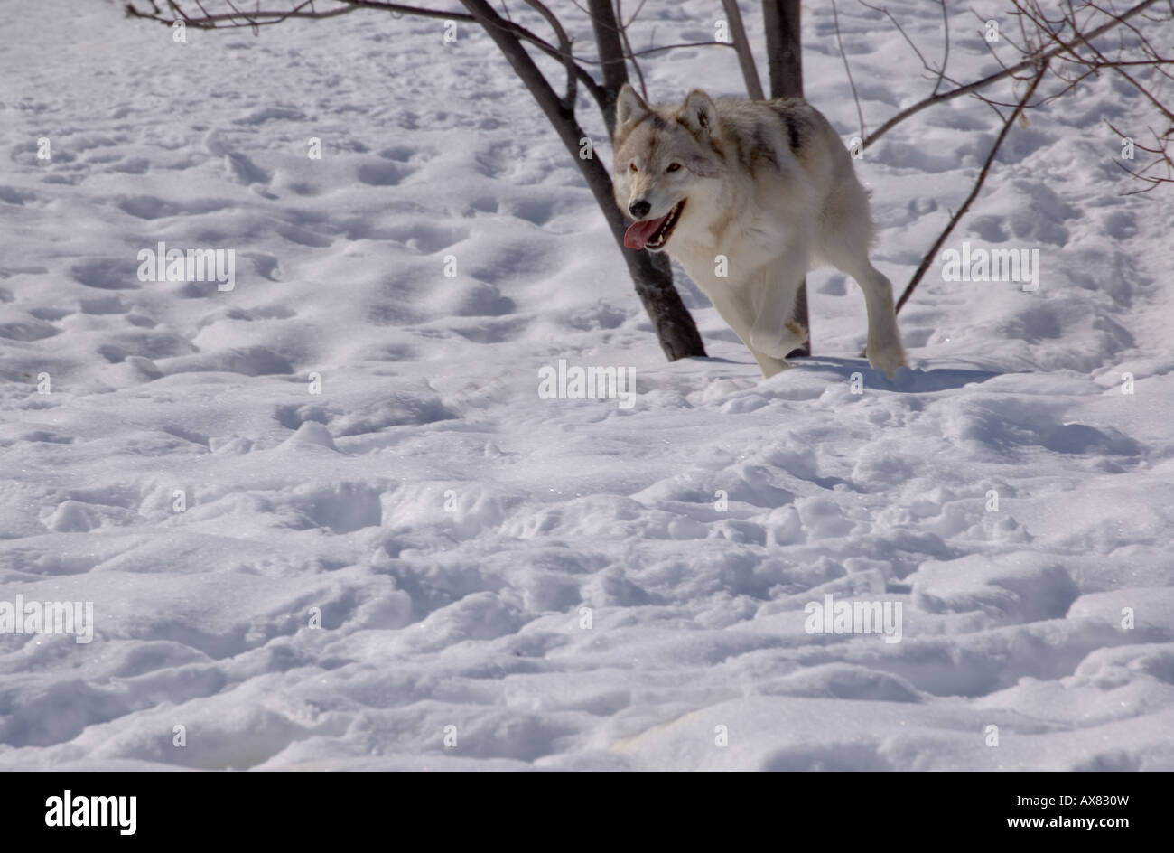 A running timber wolf Stock Photo - Alamy
