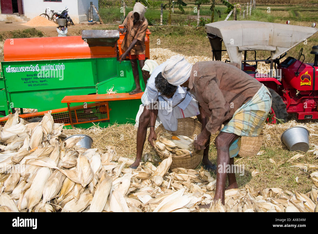 Farm labourers processing corn cobs to remove leaves, Tamil Nadu, India ...