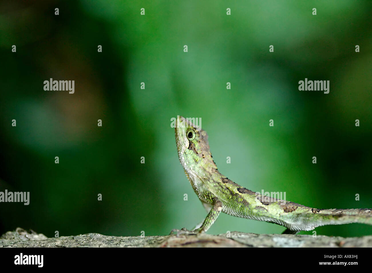 green lizard looking up Stock Photo - Alamy