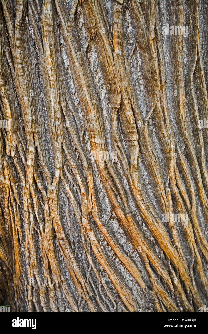 Chestnut bark detail Castanea sp Stock Photo - Alamy