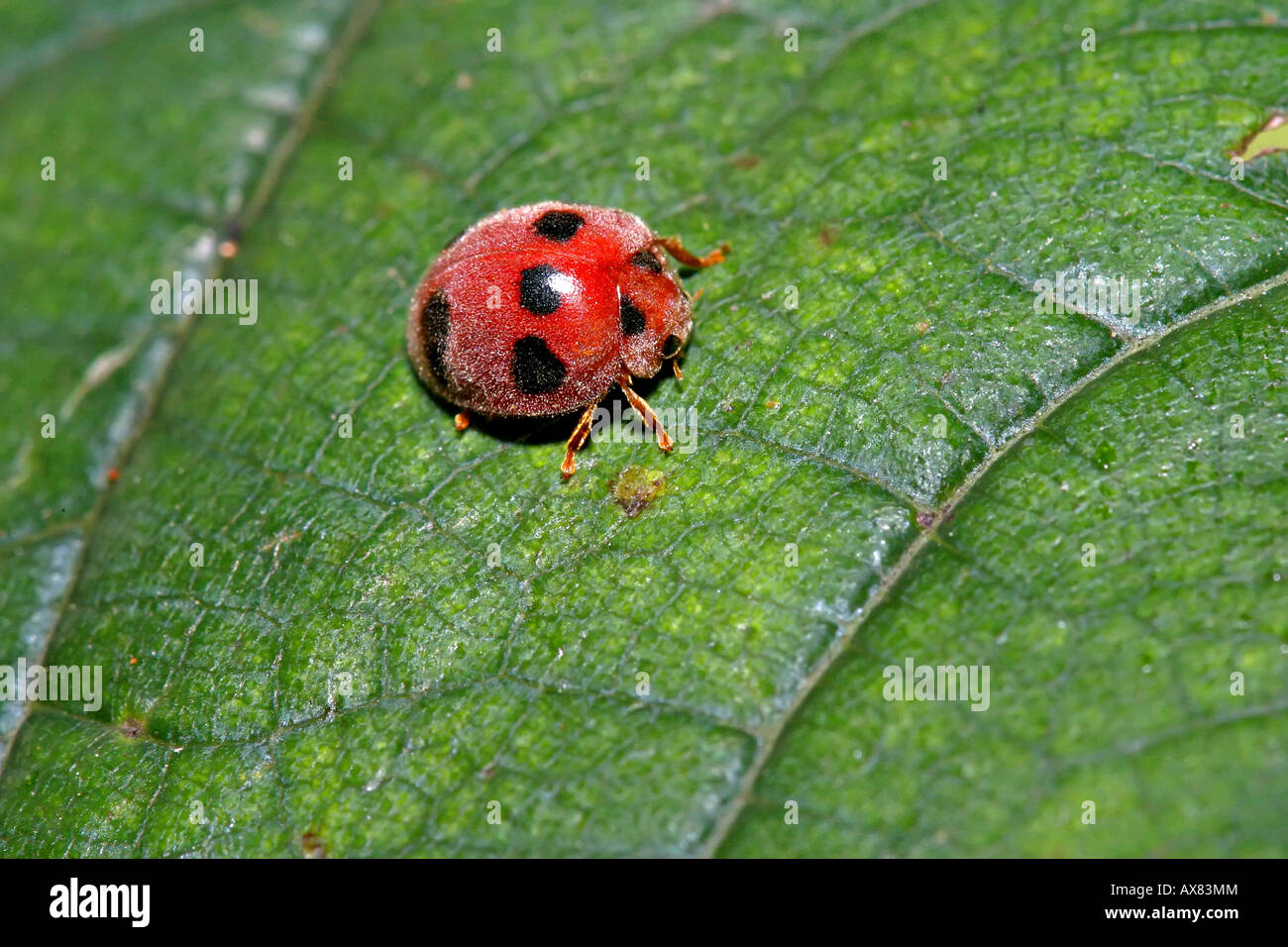 Carapace insect hi-res stock photography and images - Alamy