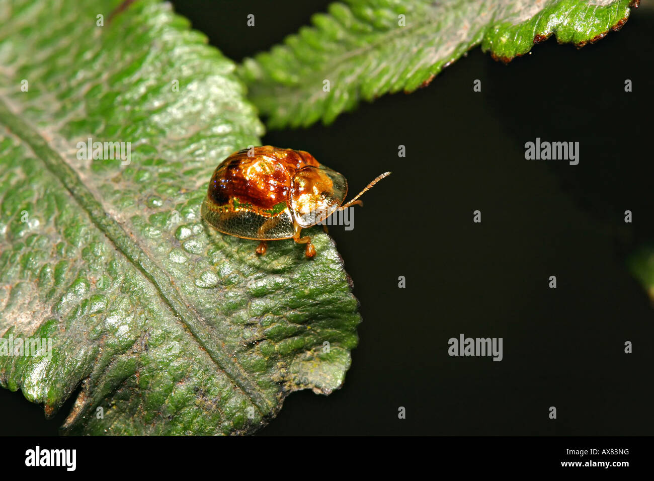 Insect carapace hi-res stock photography and images - Alamy