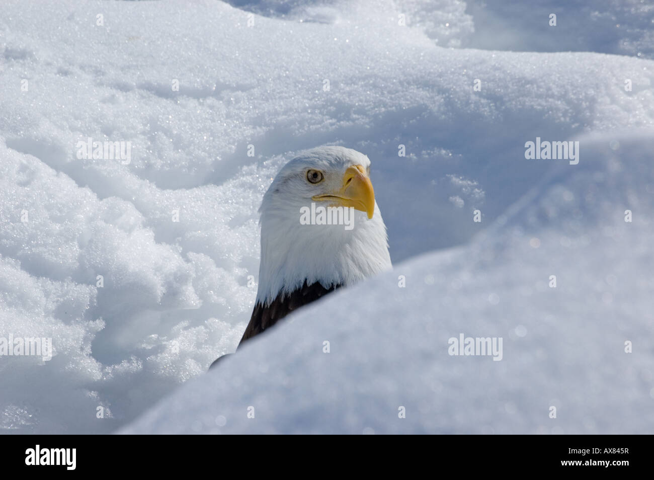Eagle at winter hi-res stock photography and images - Alamy