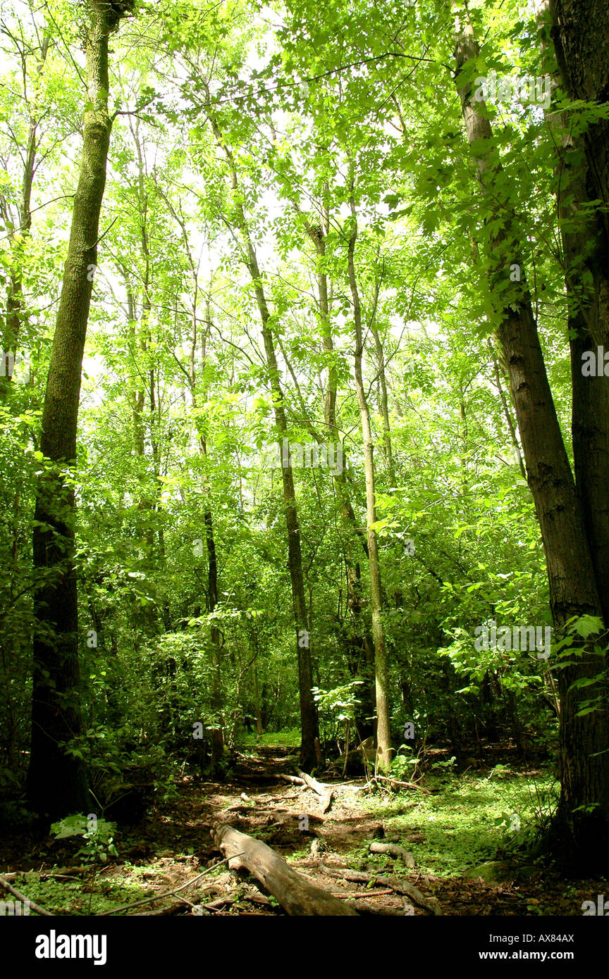 A trail snakes through the underbrush of a forest Stock Photo - Alamy
