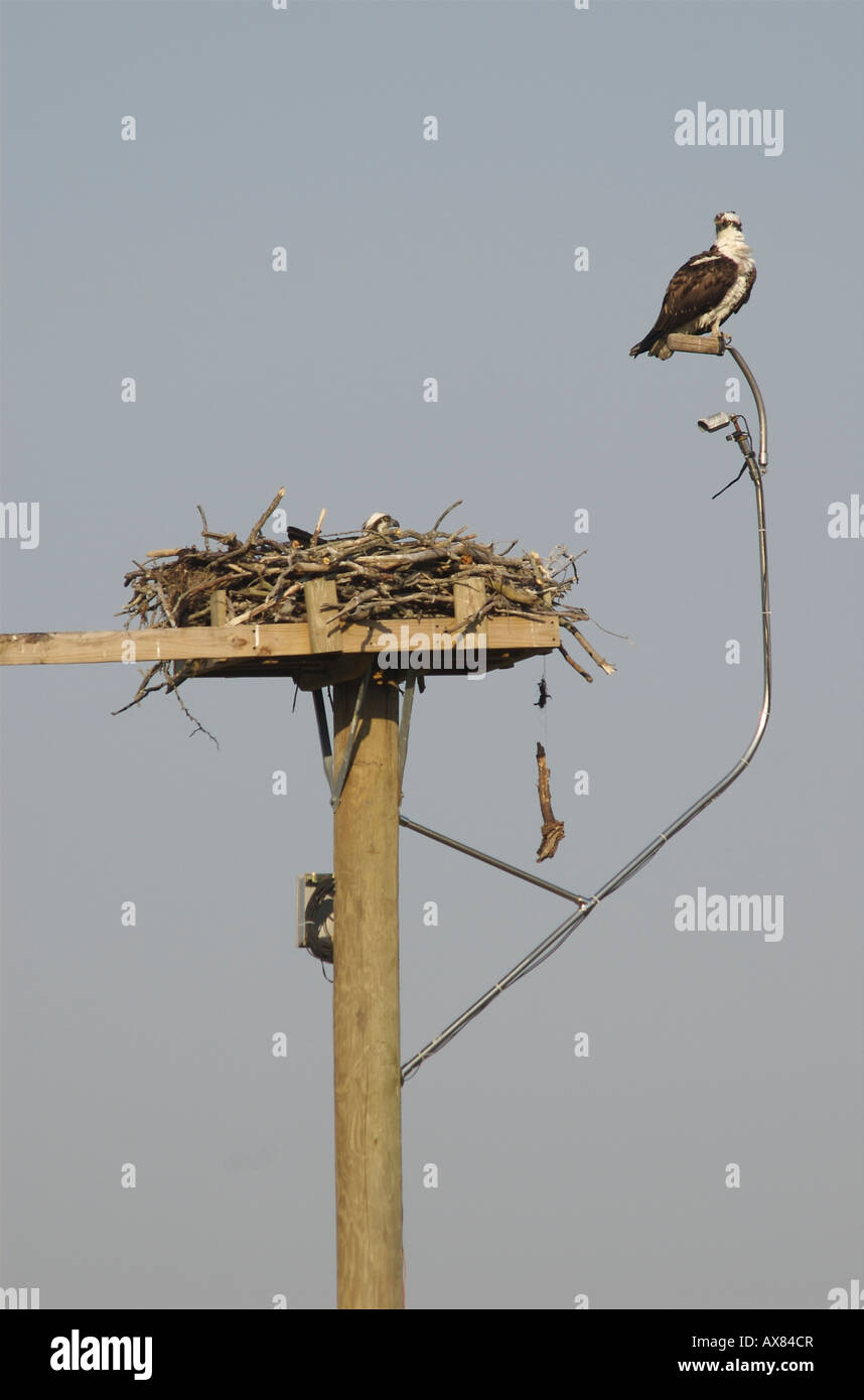 Ospreys nest hi-res stock photography and images - Alamy