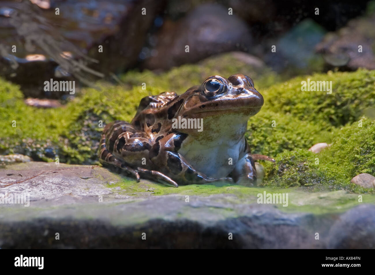 Leopard frog grass hi-res stock photography and images - Alamy