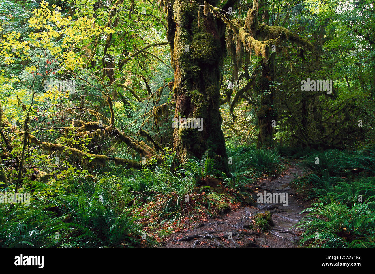 Hoh Rain Forest, Hoh River Trail, Olympic National Park, Washington ...