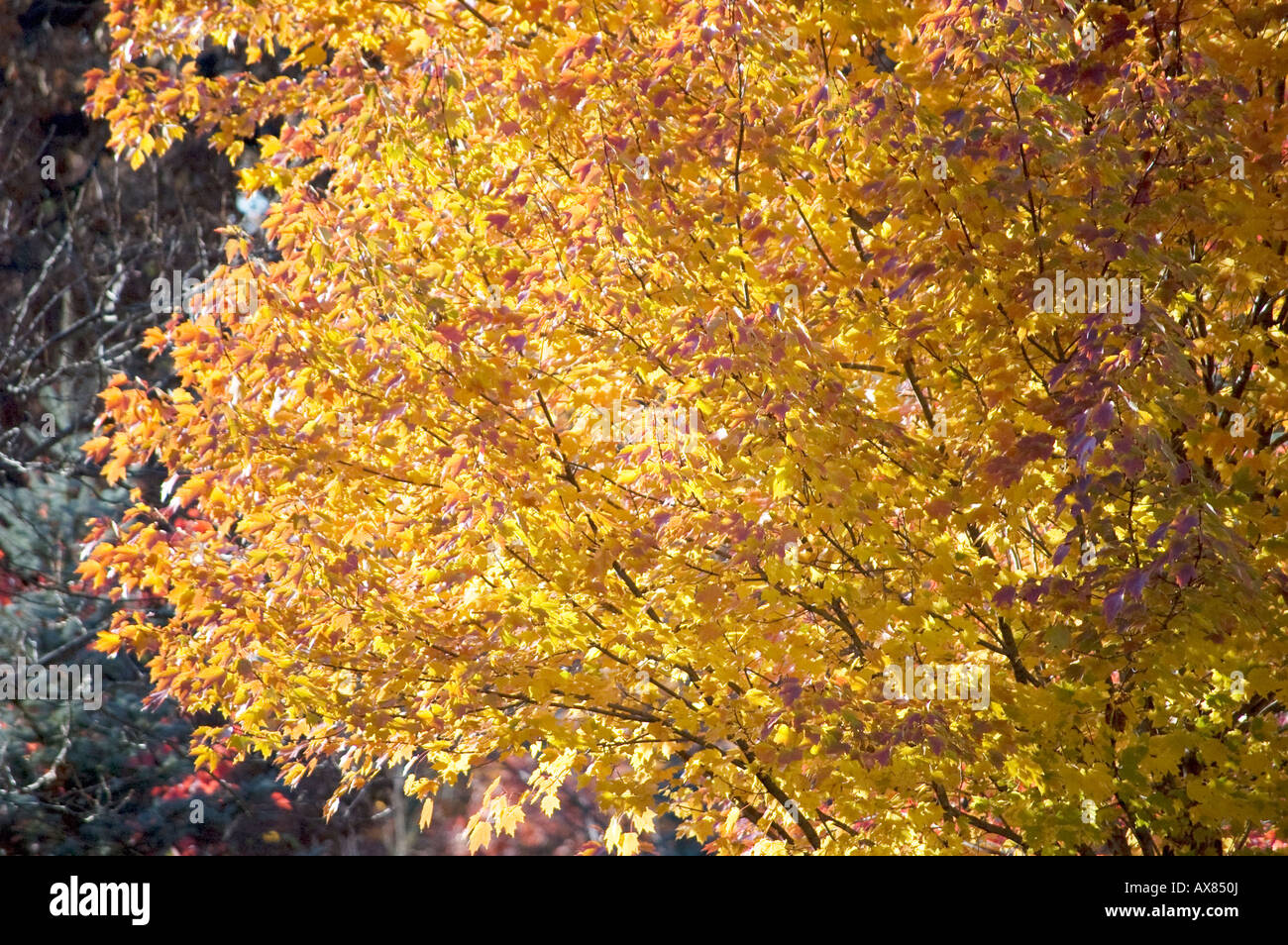 White and red cedar trees hi-res stock photography and images - Alamy
