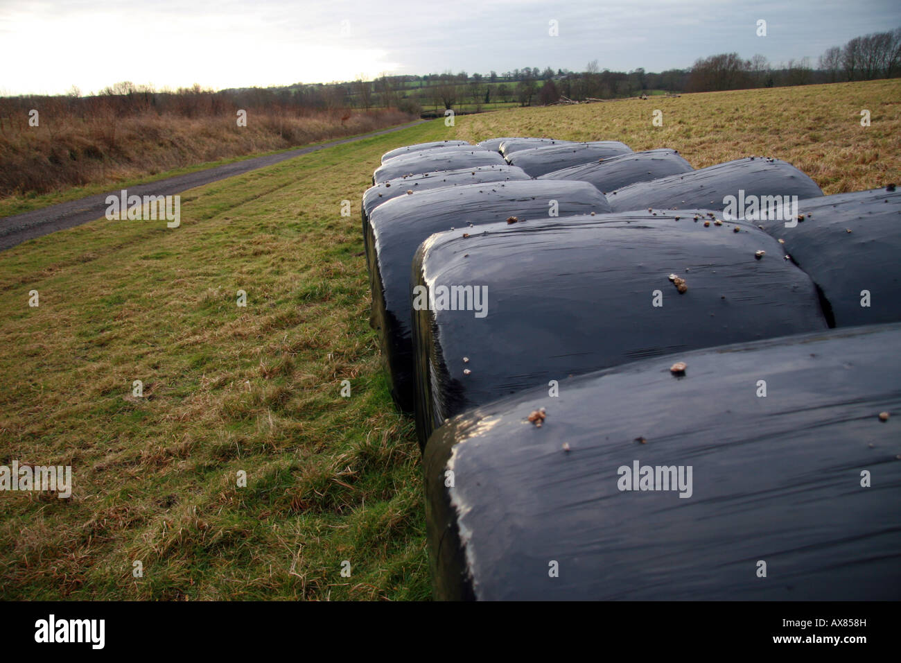 Black plastic wrapped bales on a Suffolk farm Stock Photo - Alamy