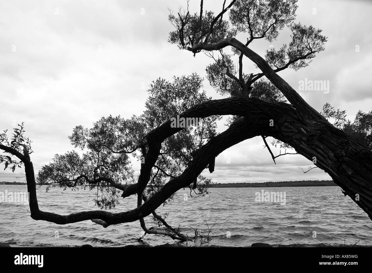 A twisted tree reaches out over Ottawa River Stock Photo - Alamy