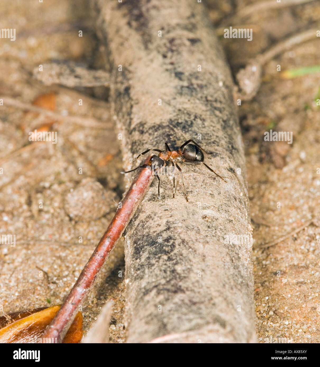Wood ant Formica rufa moving nest material Stock Photo - Alamy