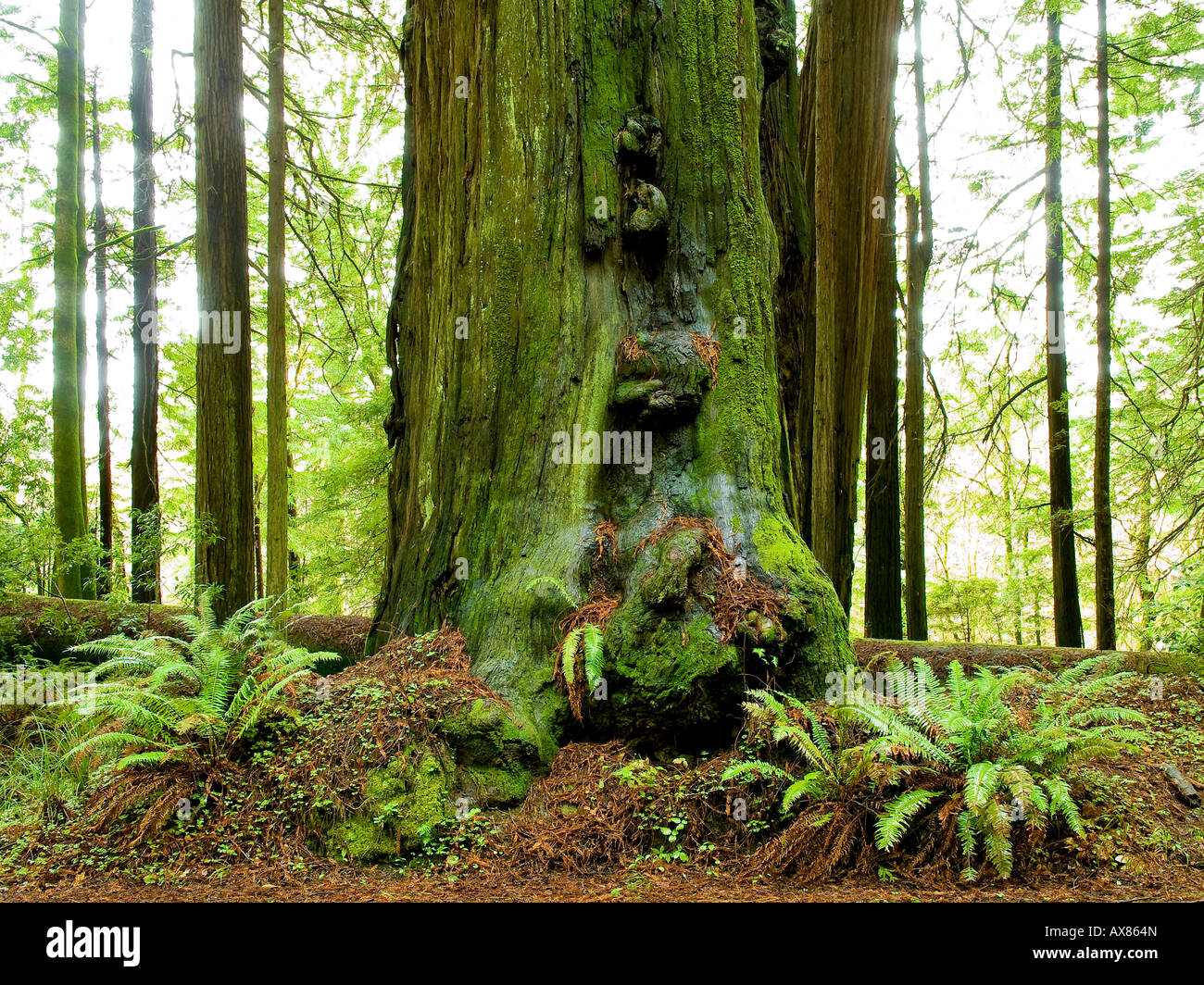 Redwood Trunk with Moss Avenue of the Giants Humboldt Redwoods State ...