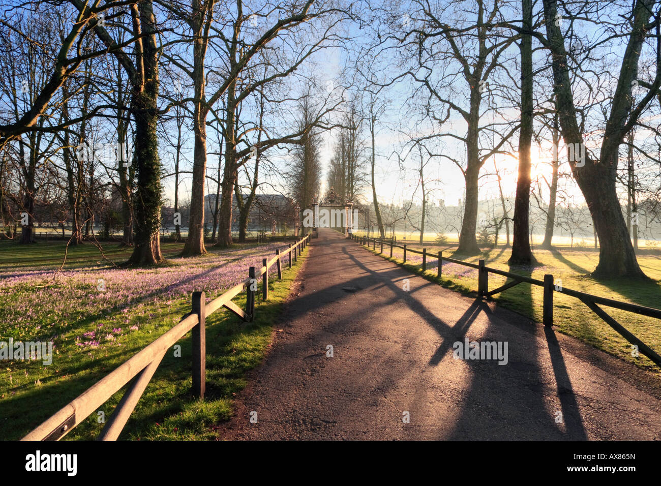 "Sunrise" at Trinity College Cambridge on the backs looking down ...