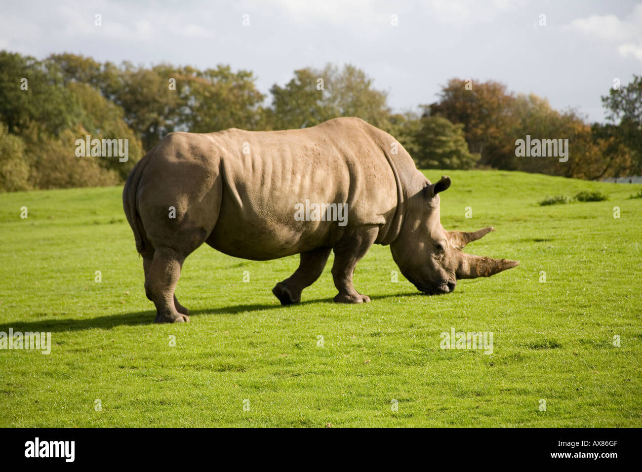 Funny rhino hi-res stock photography and images - Alamy