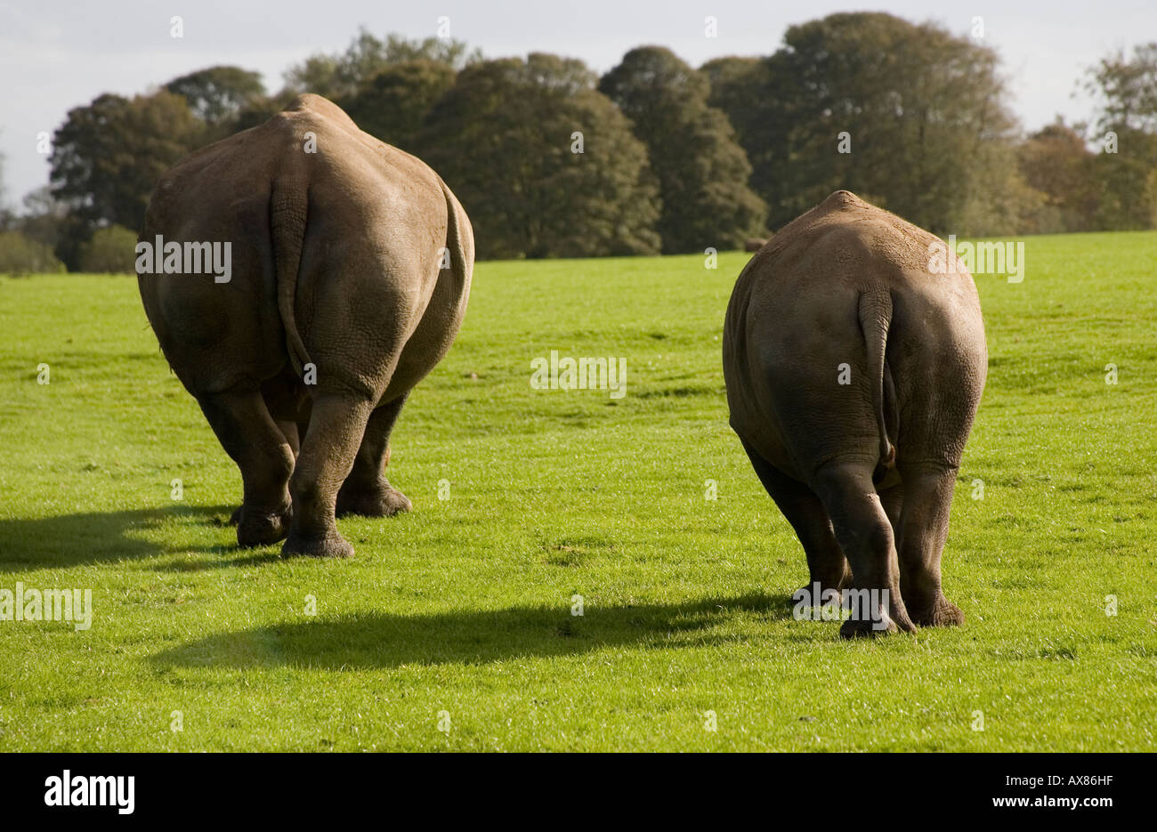 Funny rhino hi-res stock photography and images - Alamy