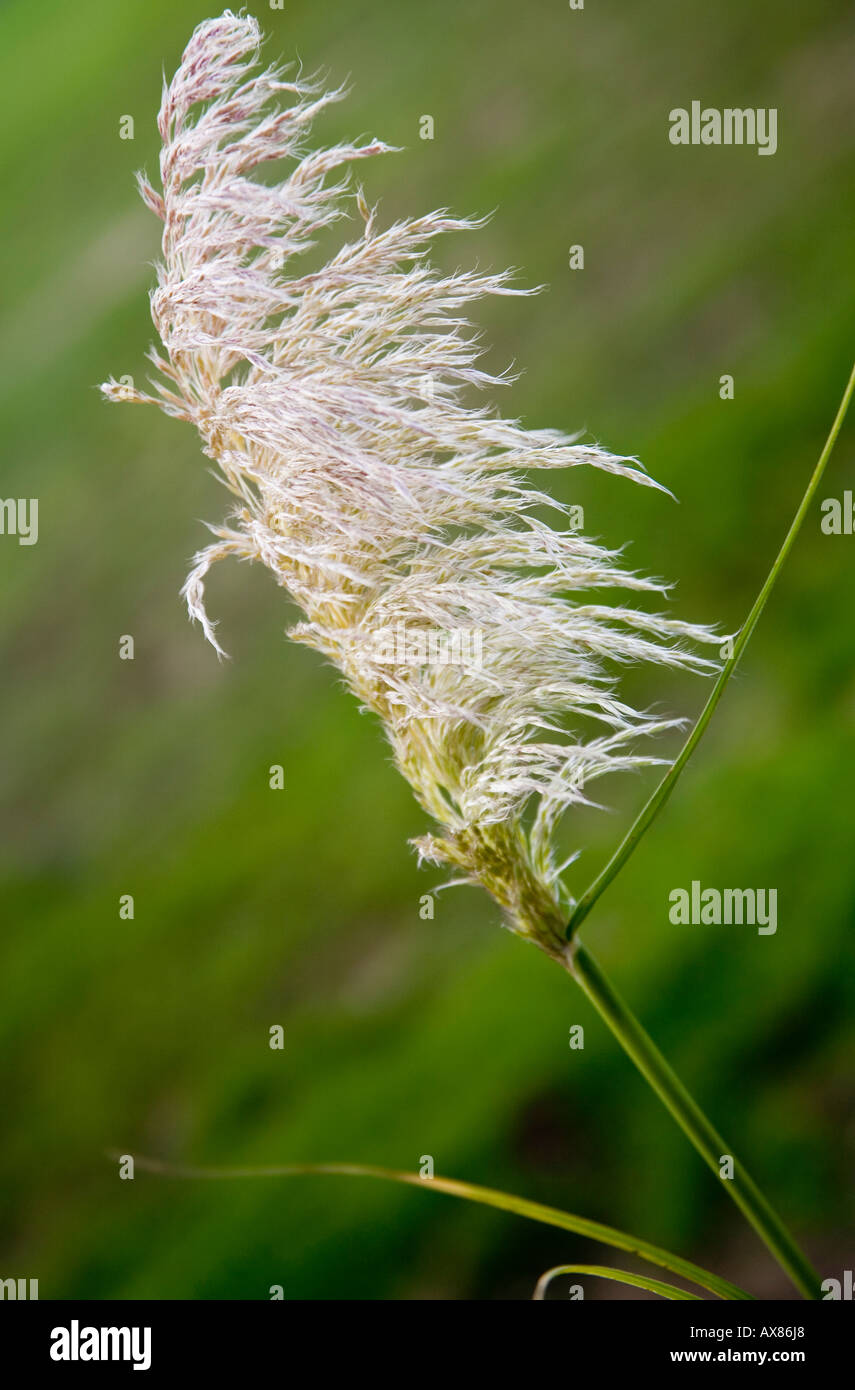 Pampus Grass High Resolution Stock Photography and Images - Alamy