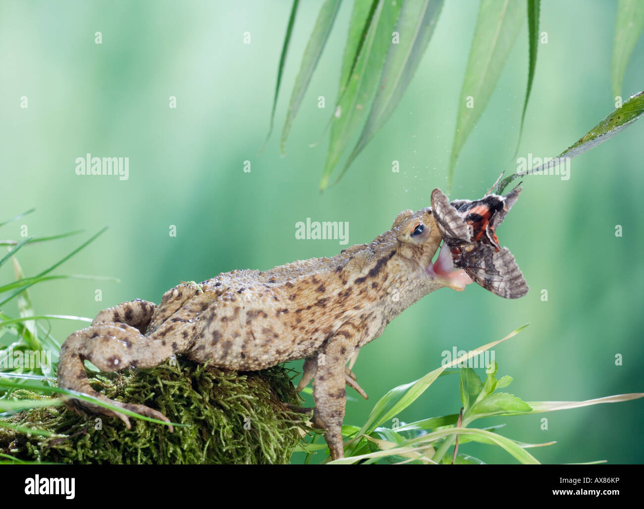 Toad jumping hi-res stock photography and images - Alamy