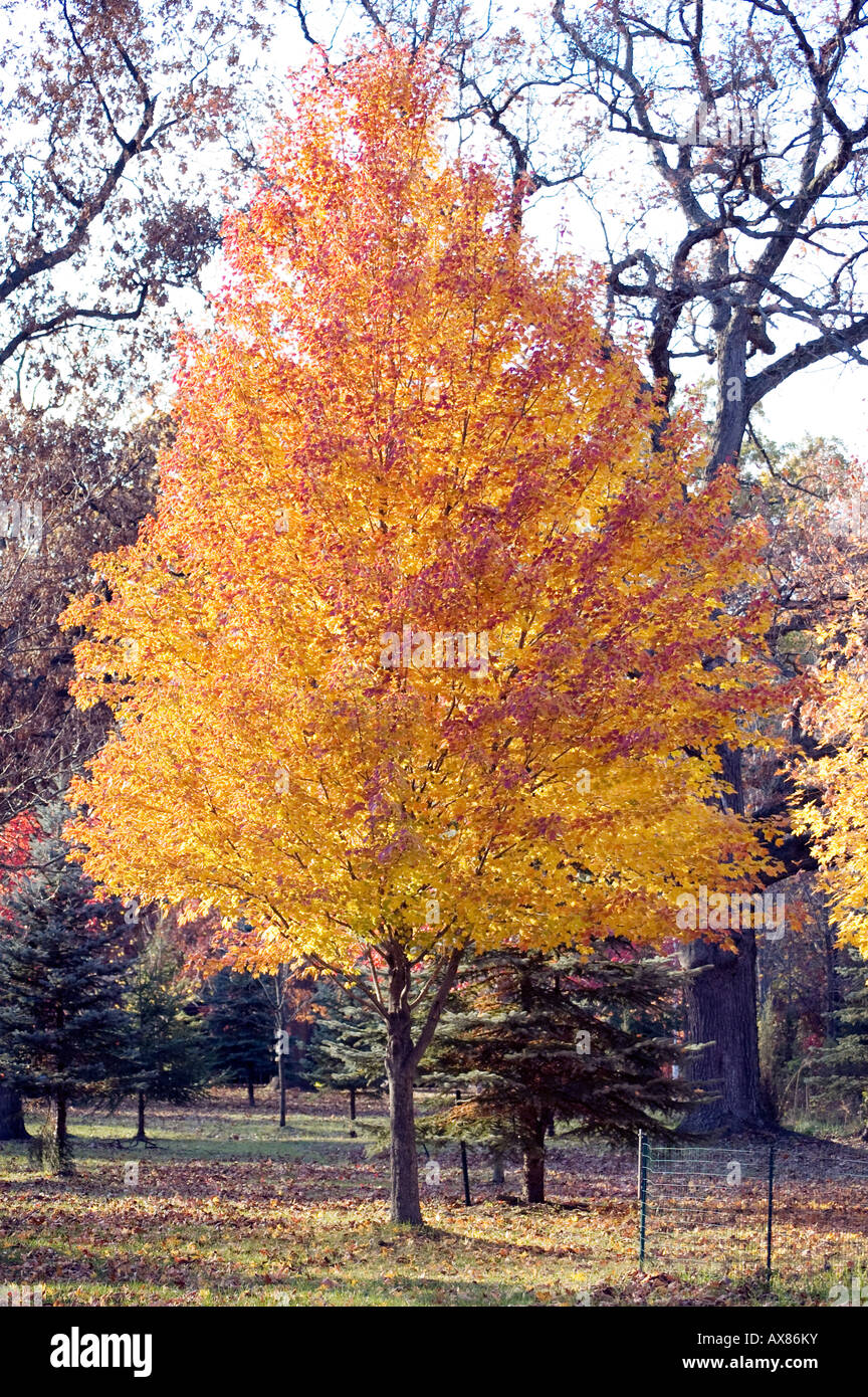 The Fall colour of trees as summer passes & autumn begins, Cedar Lake ...