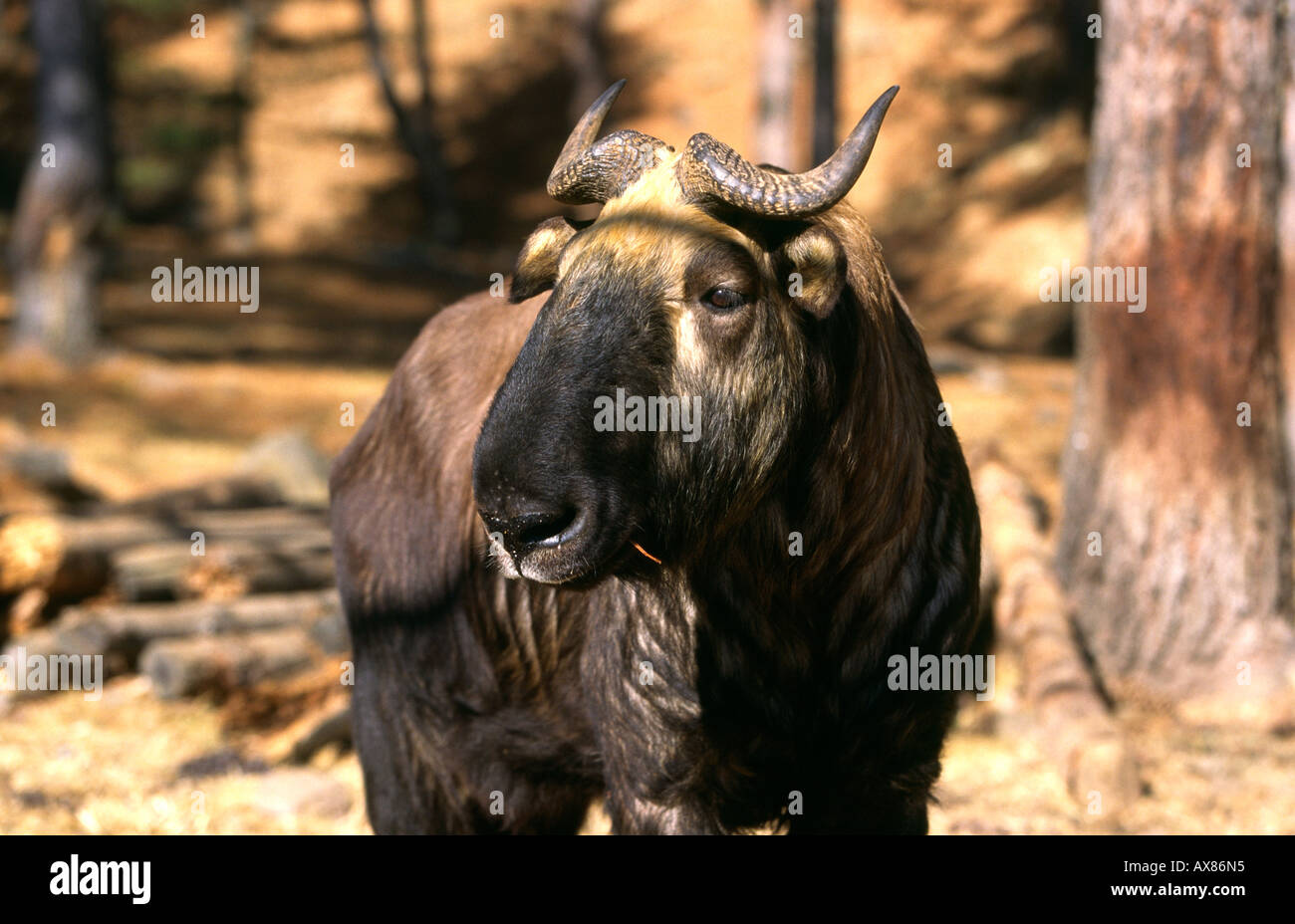 Bhutan Thimpu Golden Takin Budorcas taxicolor National Animal Stock ...