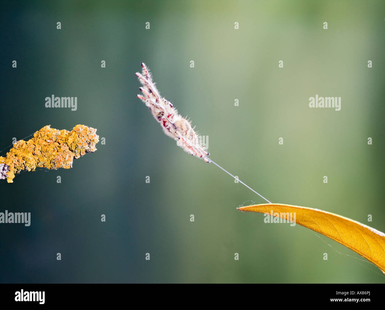 indonesian jumping spider Salticidae sp jumping Stock Photo - Alamy