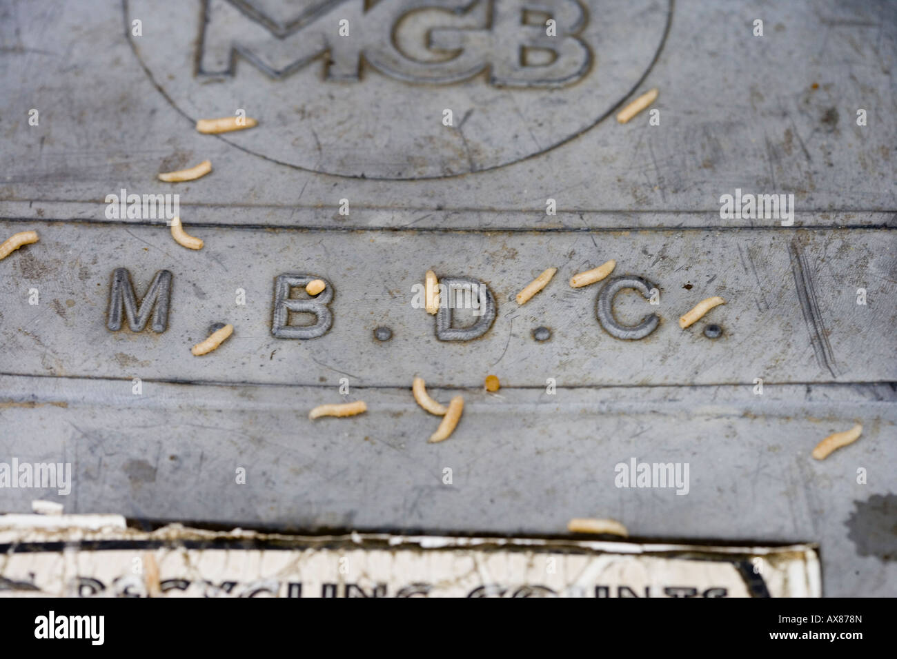 Maggots crawling out of Beds CC refuse bin as a result of fortnightly ...