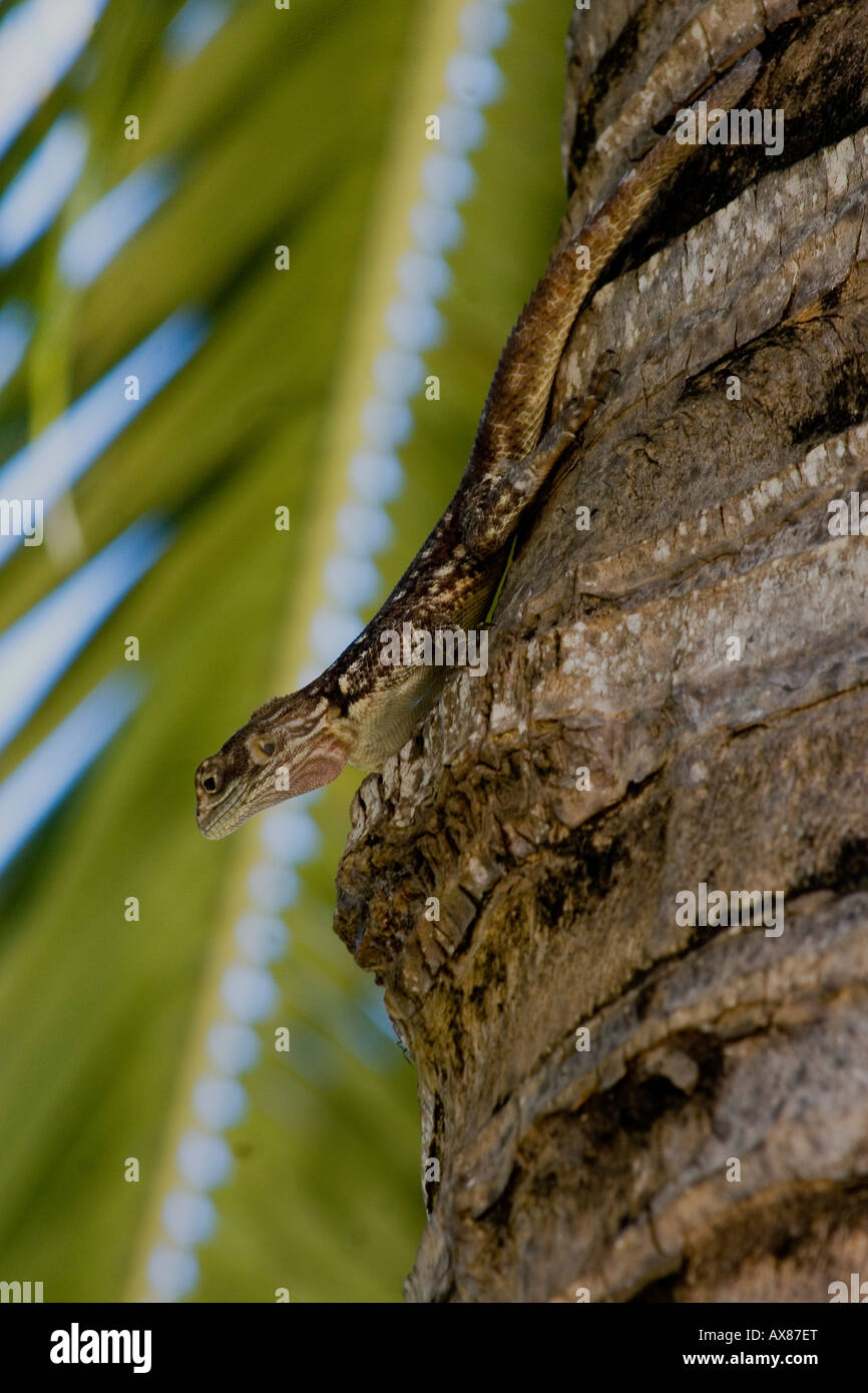 Agama on tree hi-res stock photography and images - Alamy