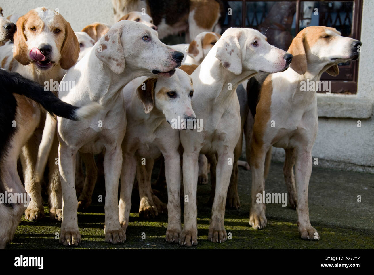 Hounds dogs at fox hunt meet in Pembrokeshire hunting Stock Photo - Alamy