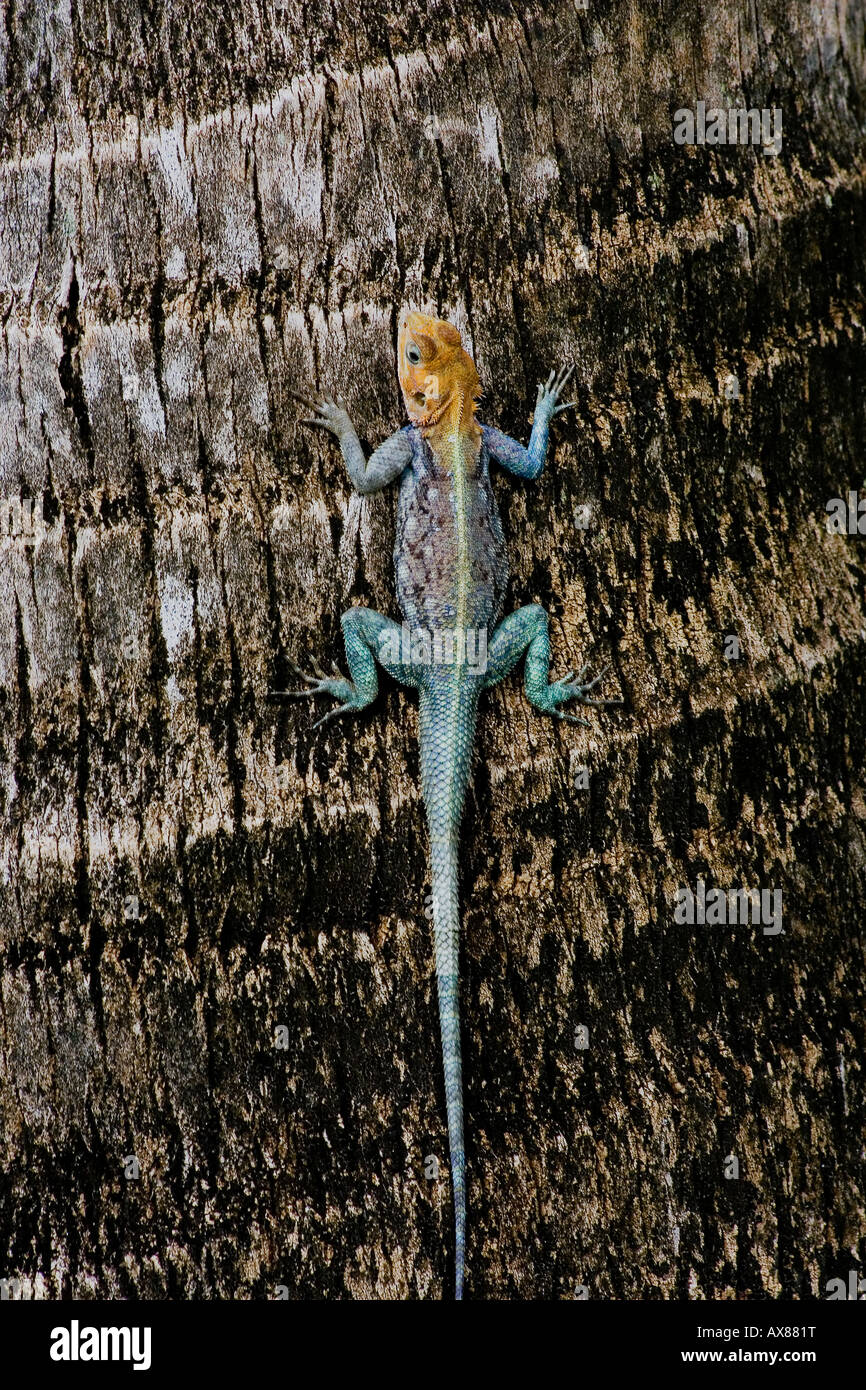 Tree agama lizard agama hi-res stock photography and images - Alamy