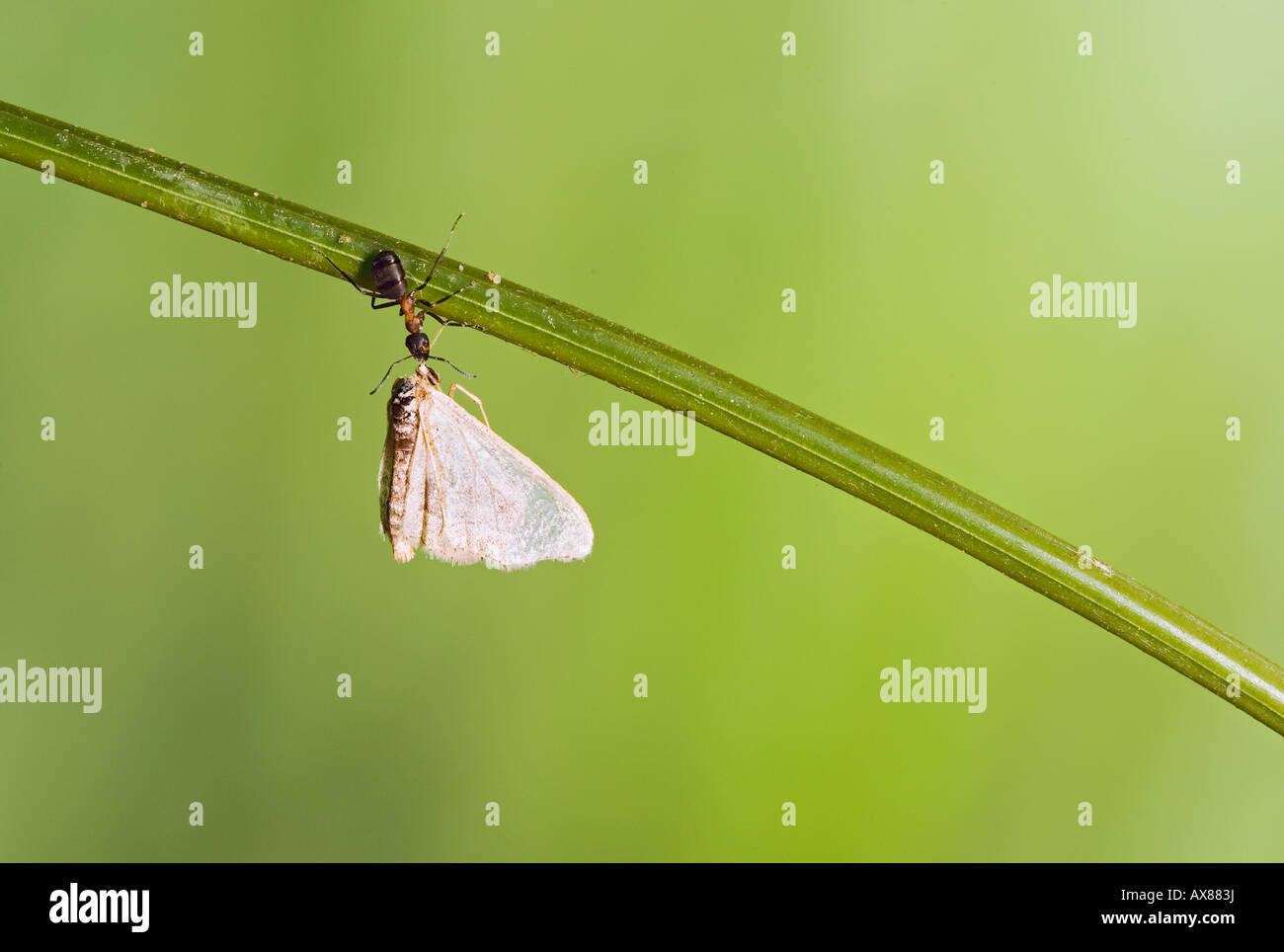 Wood ant Formica rufa carrying moth back to nest Stock Photo - Alamy