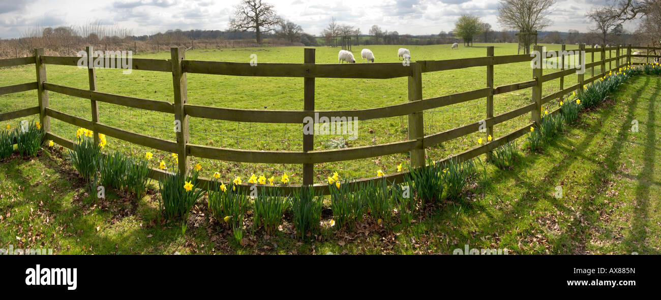 Yellow daffodil wild flowers growing wild in the countryside Stock ...