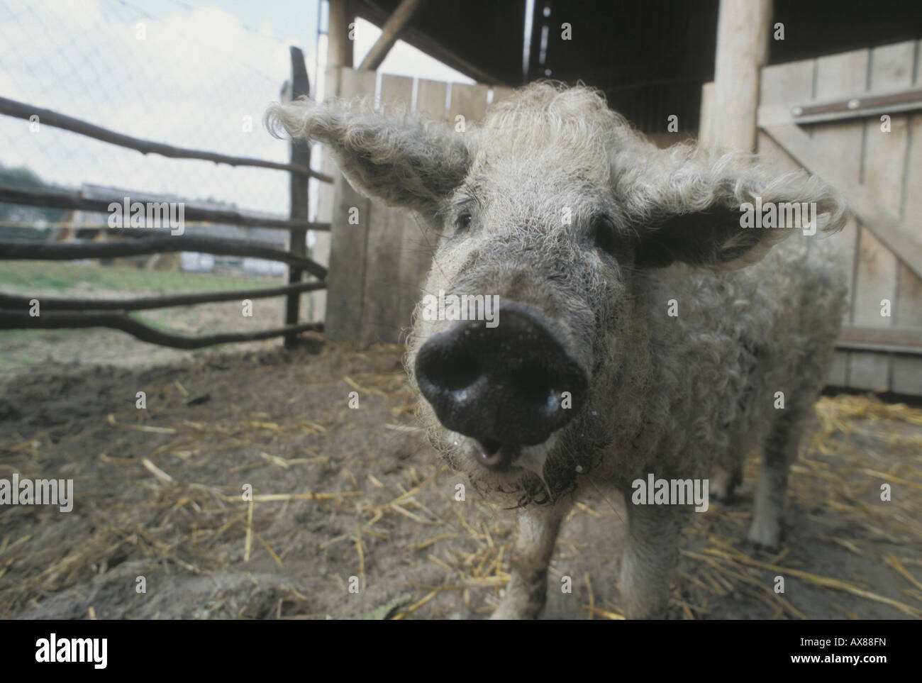 Mangalitza woolly pig from Hungary Stock Photo - Alamy