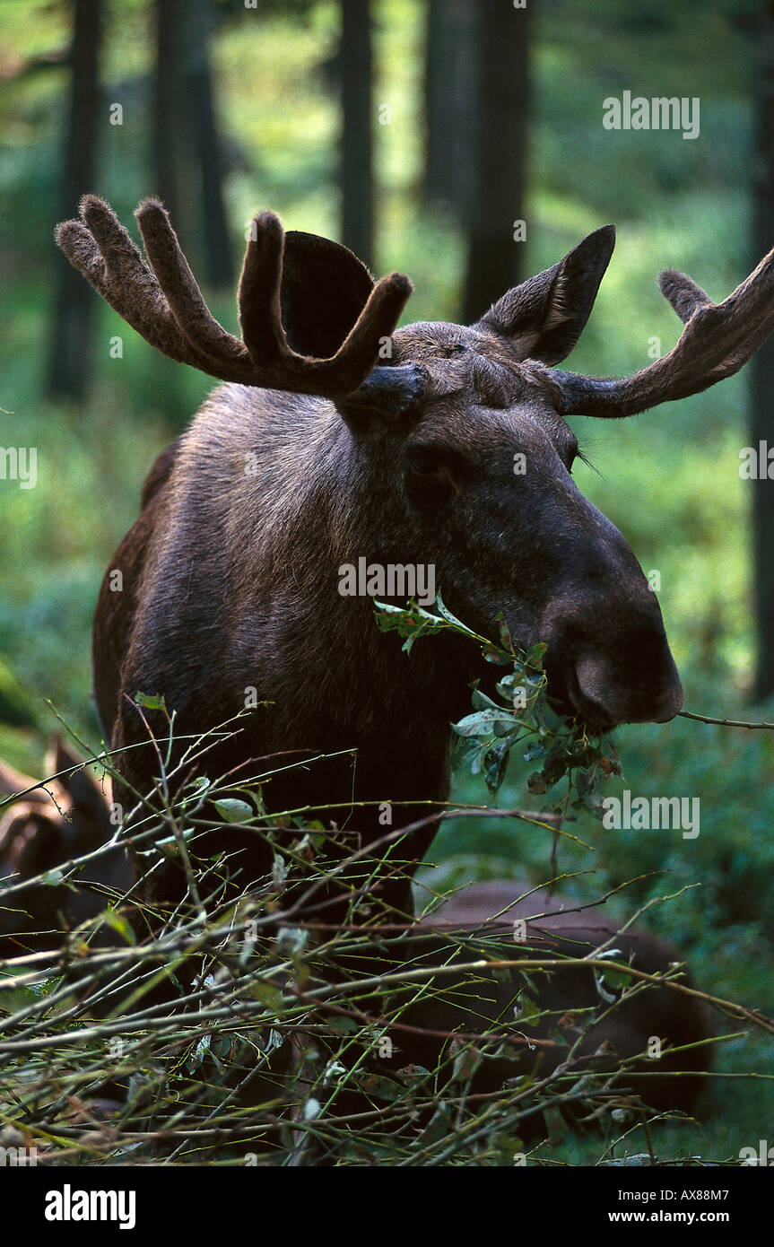 Boras zoo hi-res stock photography and images - Alamy