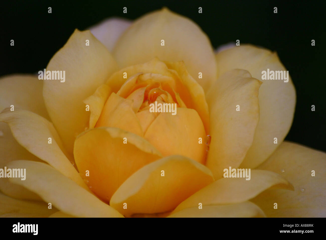yellow mini rose Stock Photo - Alamy