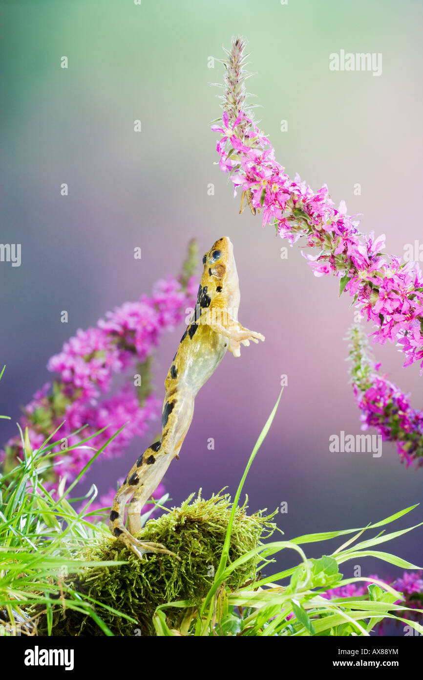 Frog leaps hi-res stock photography and images - Alamy