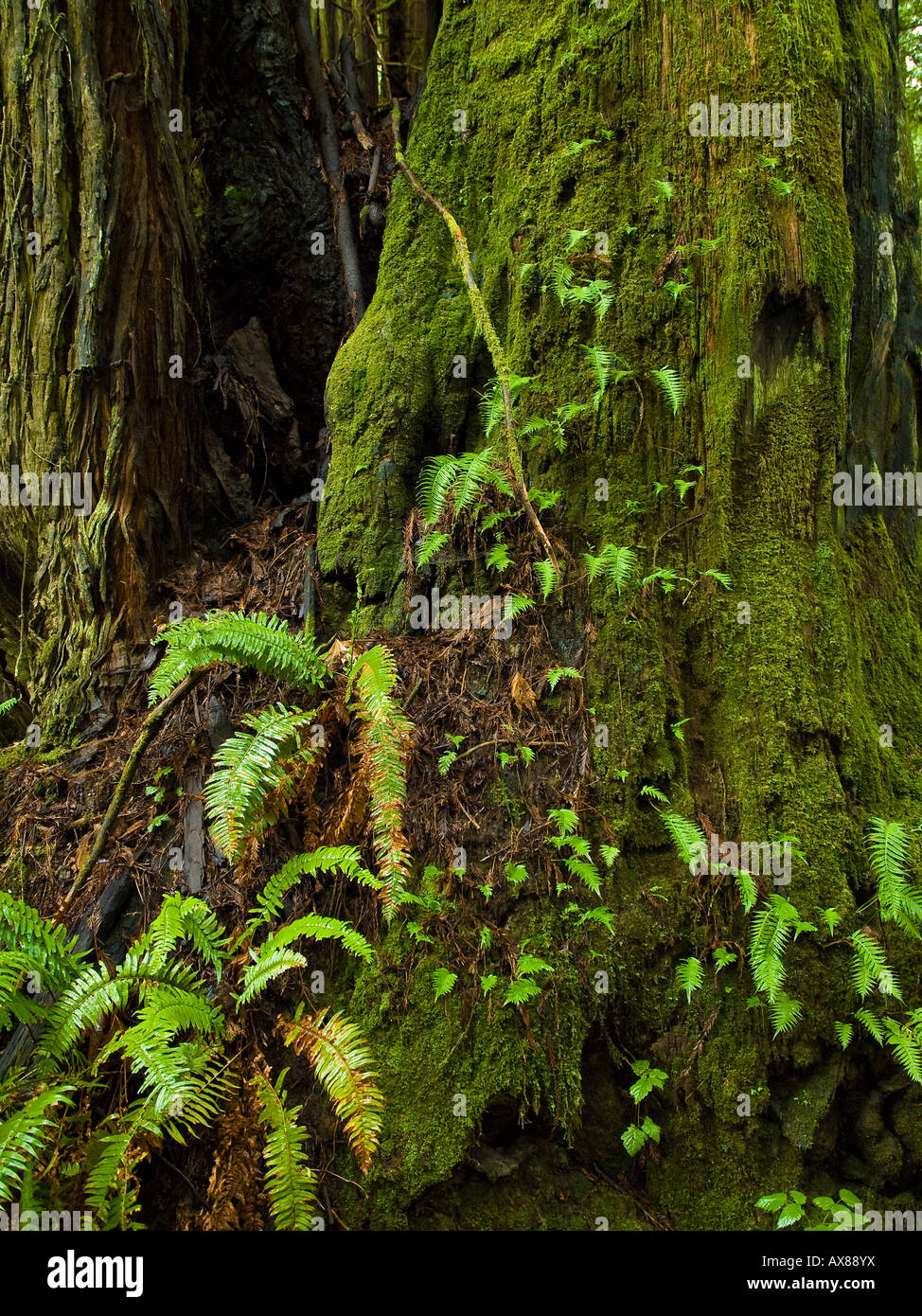 Redwood Trunk with Moss Avenue of the Giants Humboldt Redwoods State ...