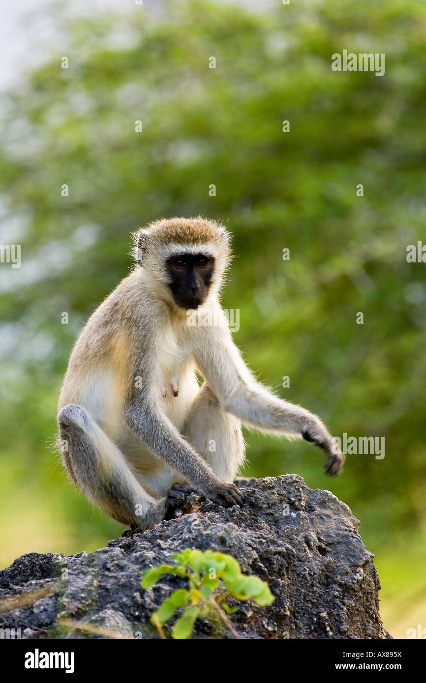 VERVET MONKEY Cercopithecus aethiops Stock Photo - Alamy