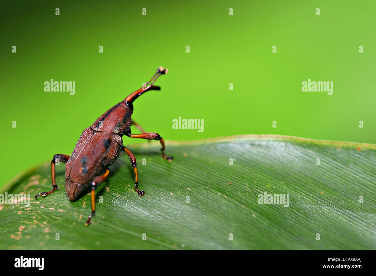 The wooden scoop insect hi-res stock photography and images - Alamy