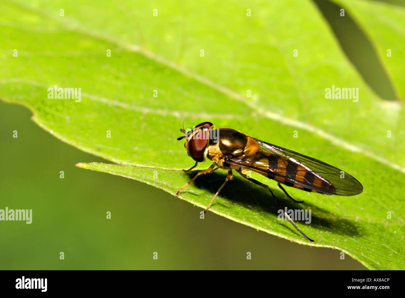 The wooden scoop insect hi-res stock photography and images - Alamy