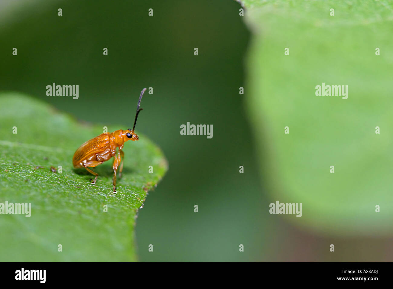 The wooden scoop insect hi-res stock photography and images - Alamy
