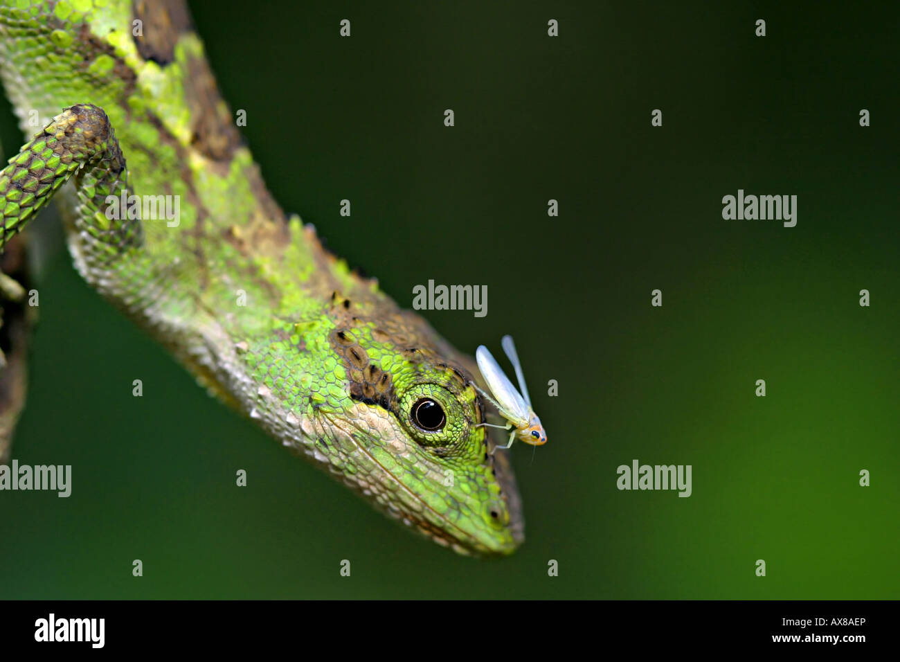 Forehead of lizard hi-res stock photography and images - Alamy