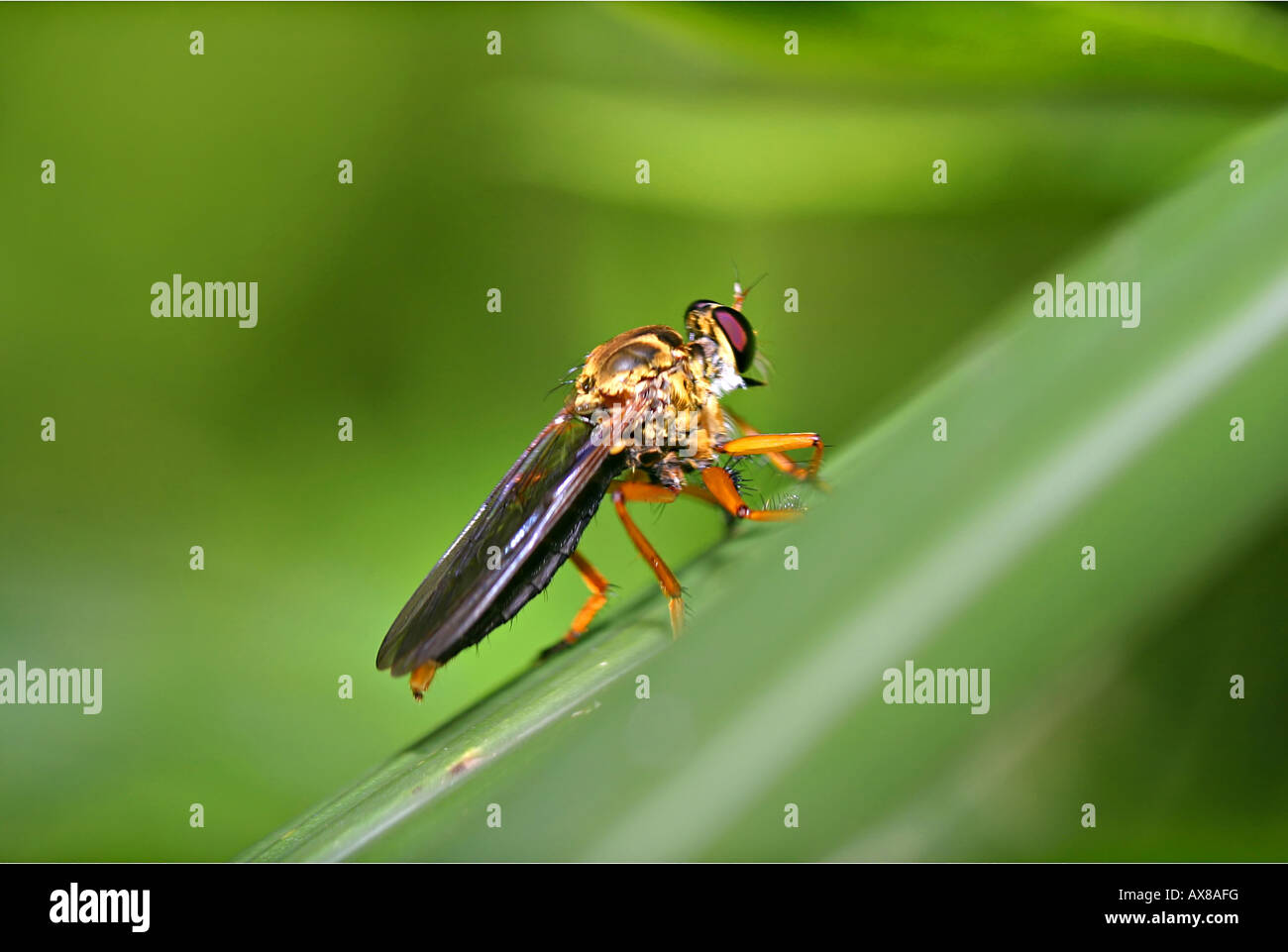 The wooden scoop insect hi-res stock photography and images - Alamy