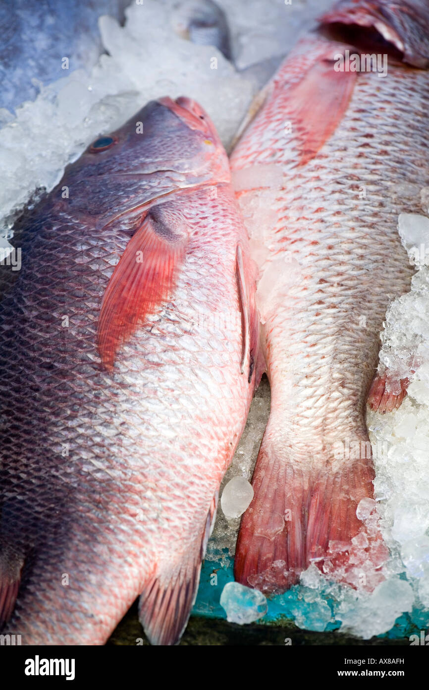 Snappers lutjanidae hi-res stock photography and images - Alamy