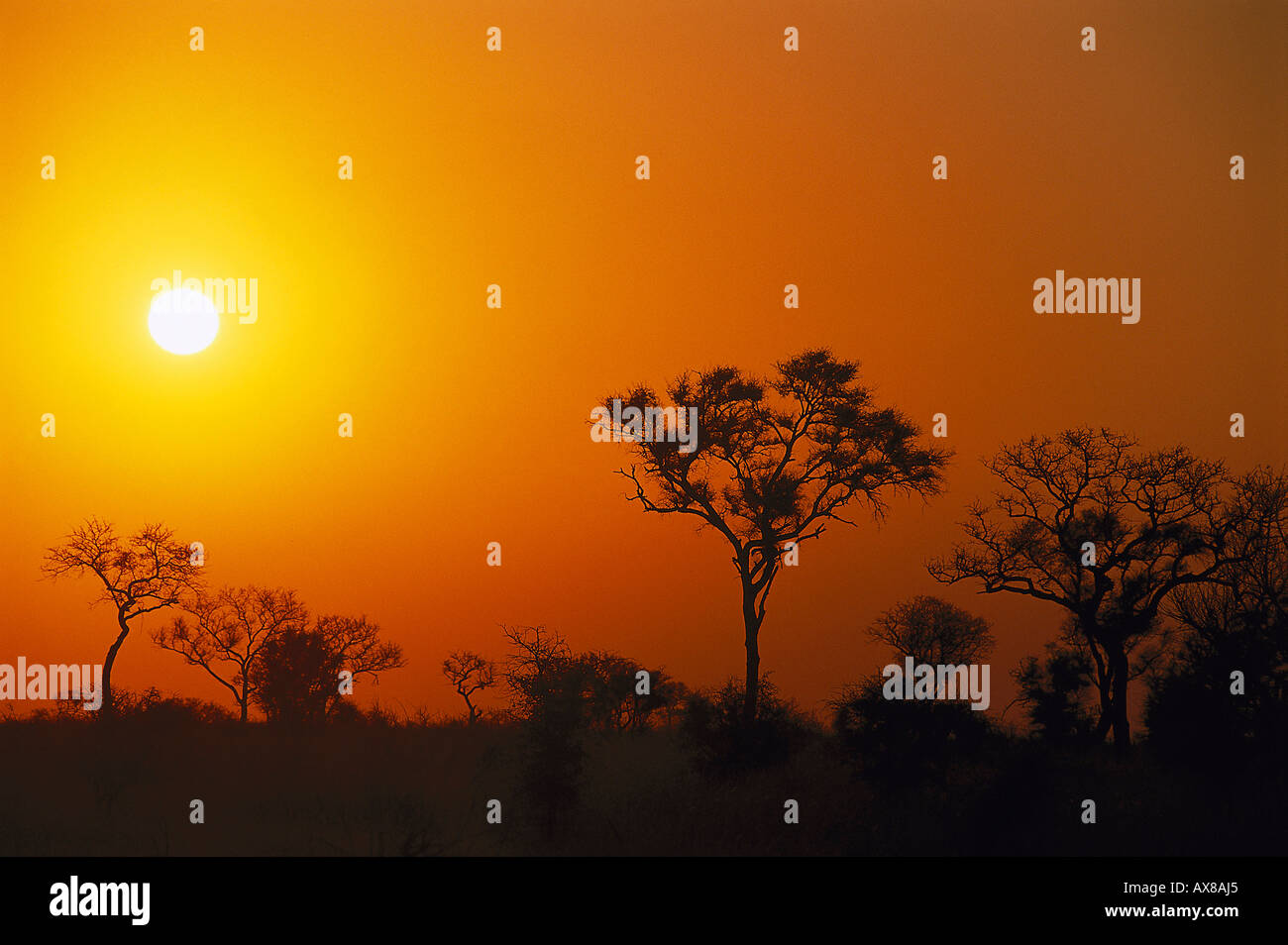 Savanne, Landscape, South Africa Stock Photo - Alamy