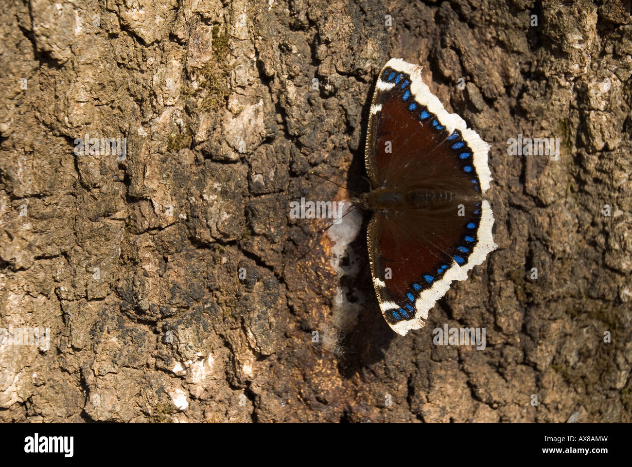 Butterfly on oak tree trunk Stock Photo - Alamy