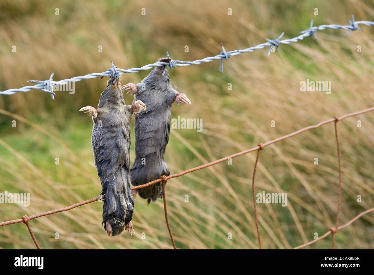 Vermin fence hi-res stock photography and images - Alamy