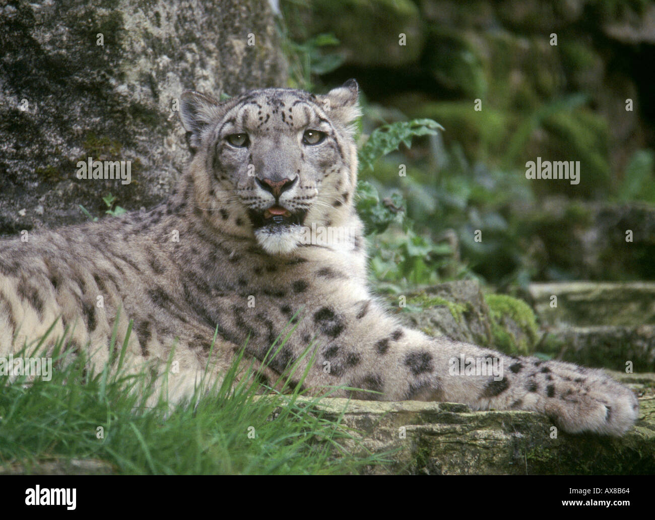 Snow leopard lying down hi-res stock photography and images - Alamy