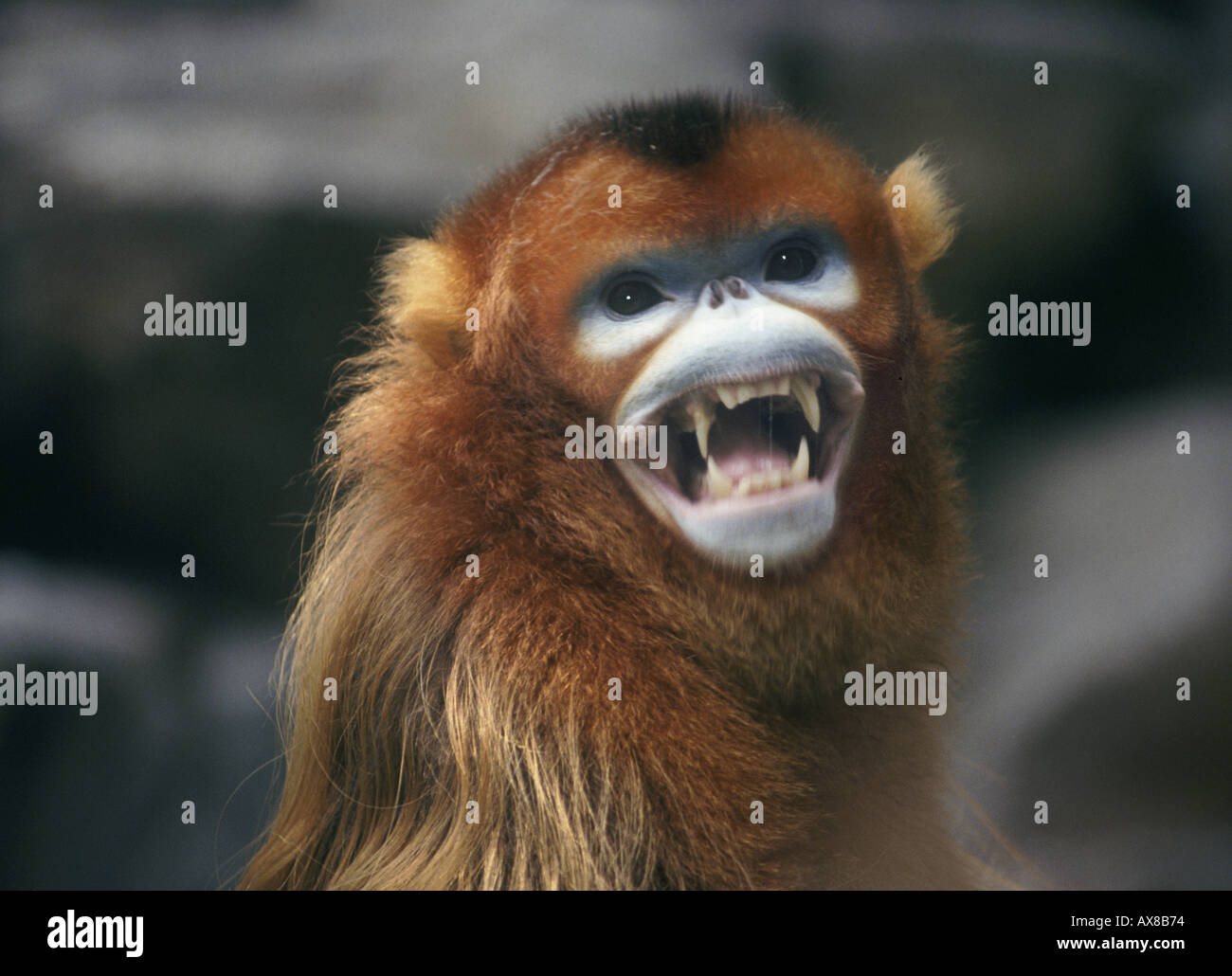 Vicious monkey hi-res stock photography and images - Alamy