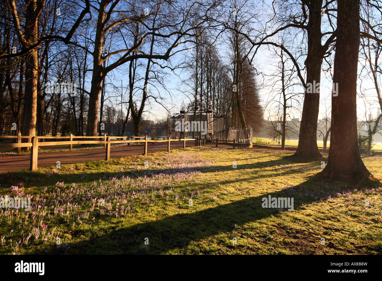 "Trinity College Cambridge" University, crocus and pathway to Trinity ...